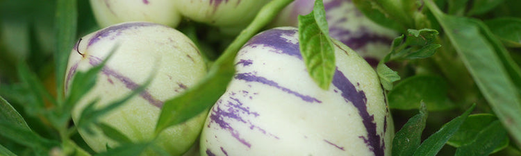 Réussir la culture du poire melon pepino – La Ferme de Sainte Marthe