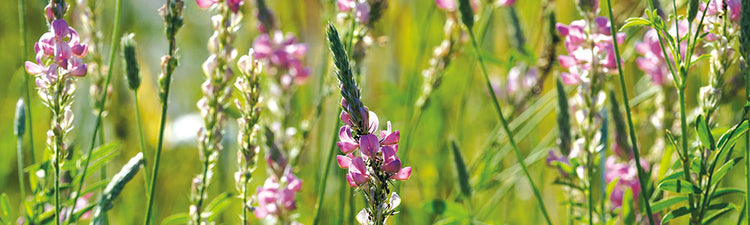 Réussir la culture du sainfoin : semis, culture et entretien – La Ferme ...