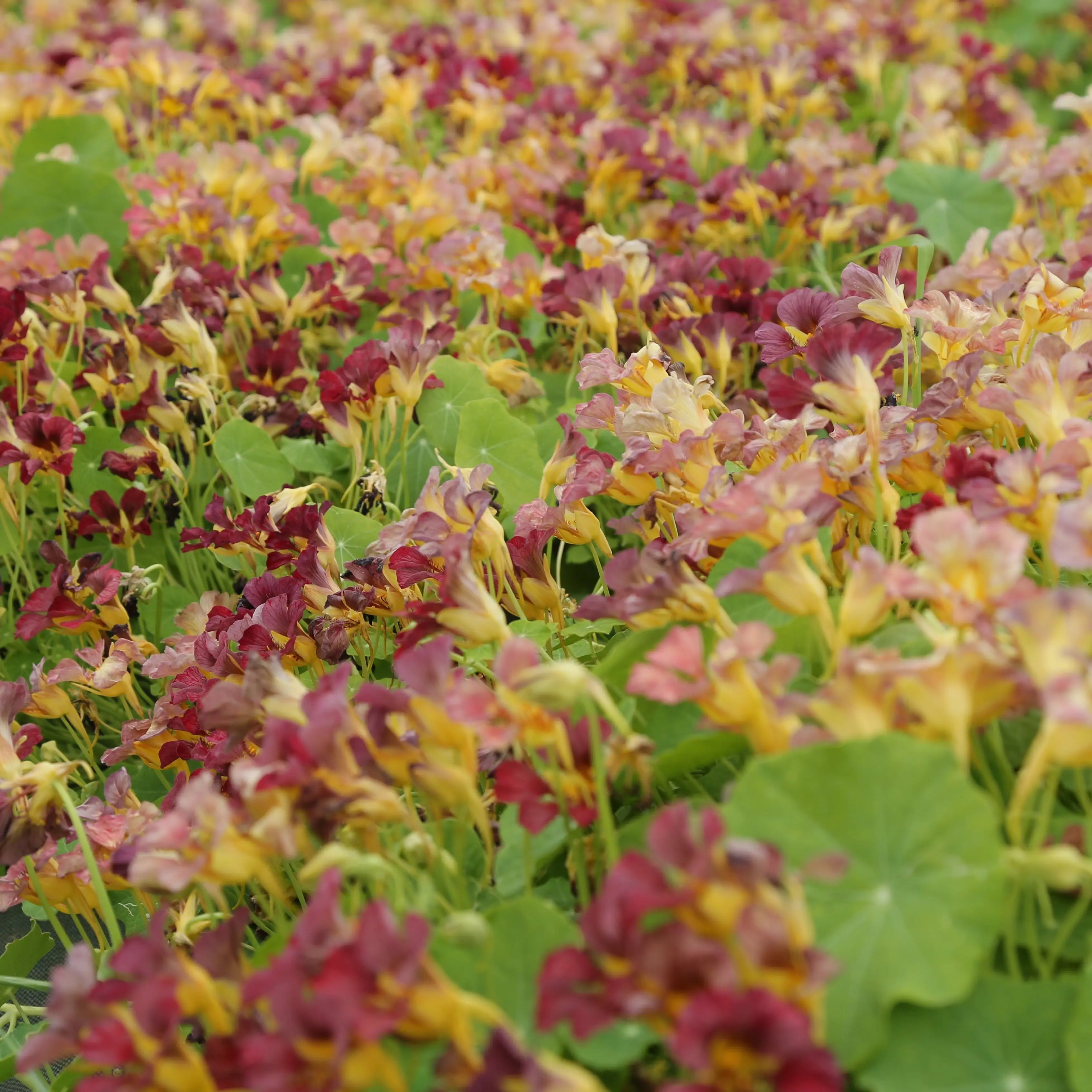 Graines de capucines bio - Colorées et comestibles – La Ferme de Sainte ...