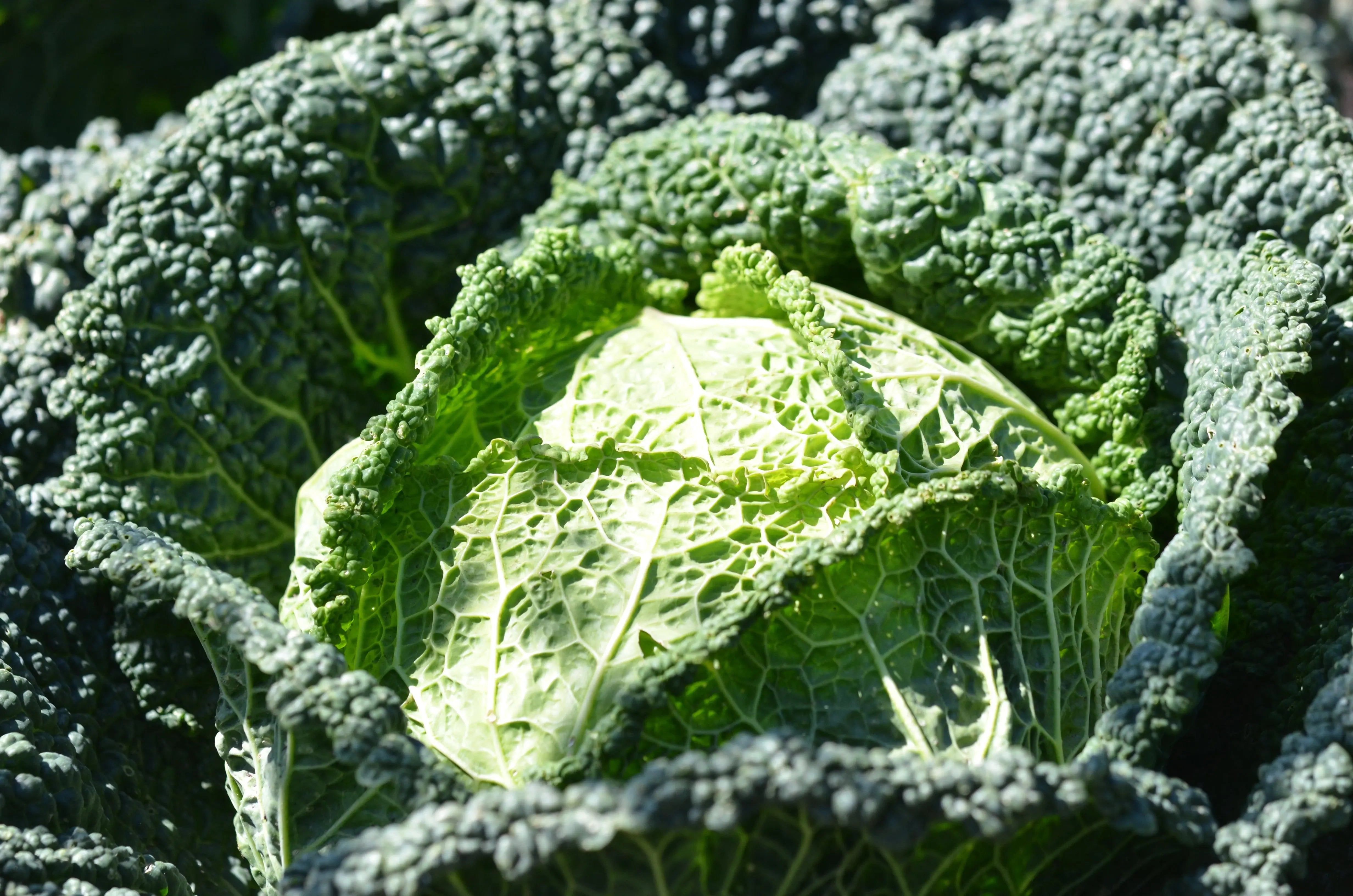 Graines de choux de Milan | Vente en ligne – La Ferme de Sainte Marthe