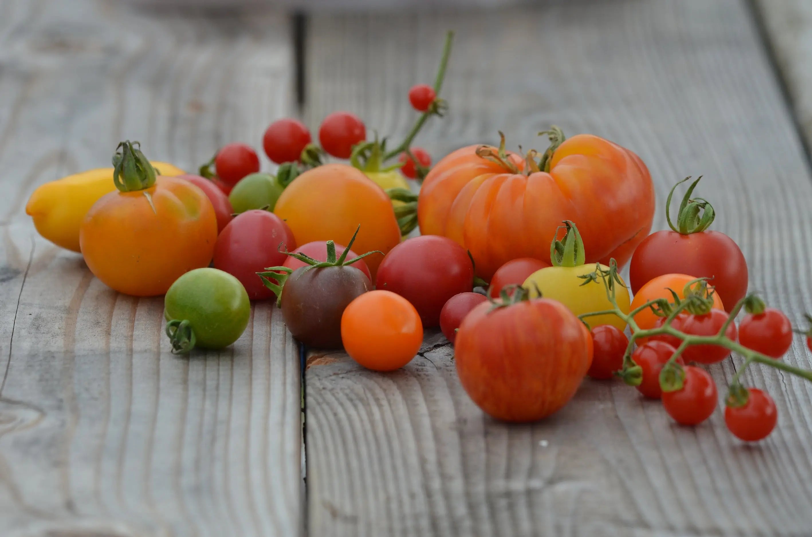 Graines de tomates bio et reproductibles | Vente en ligne – La Ferme de ...