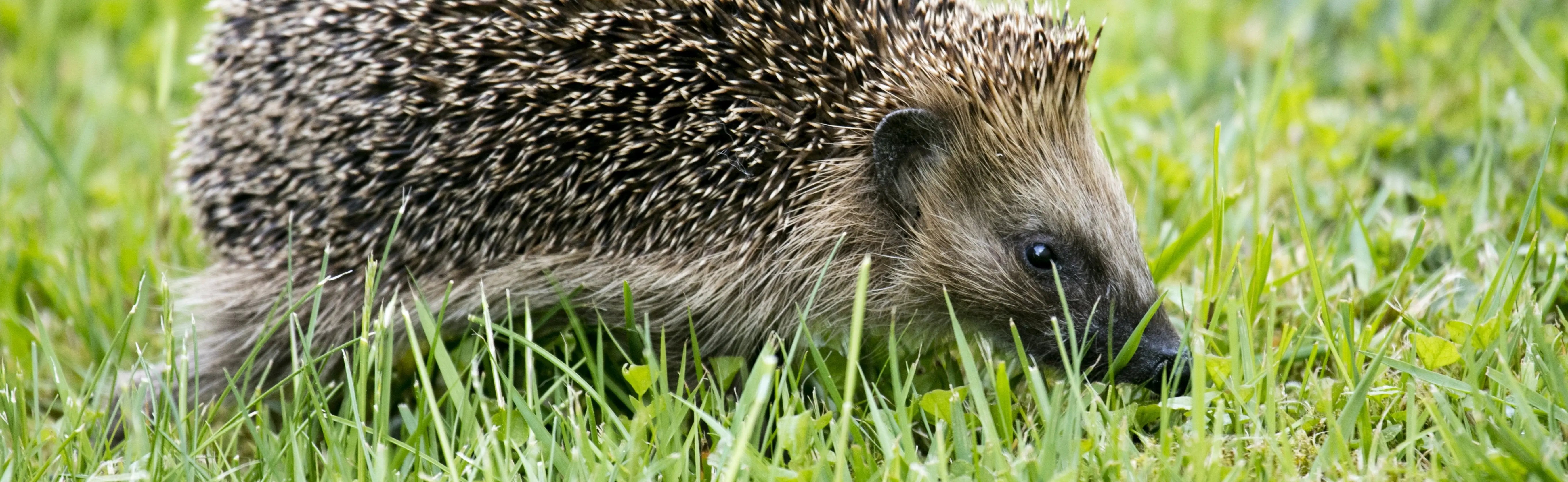 Accueillez les petits animaux au jardin - Refuges naturels – La Ferme ...