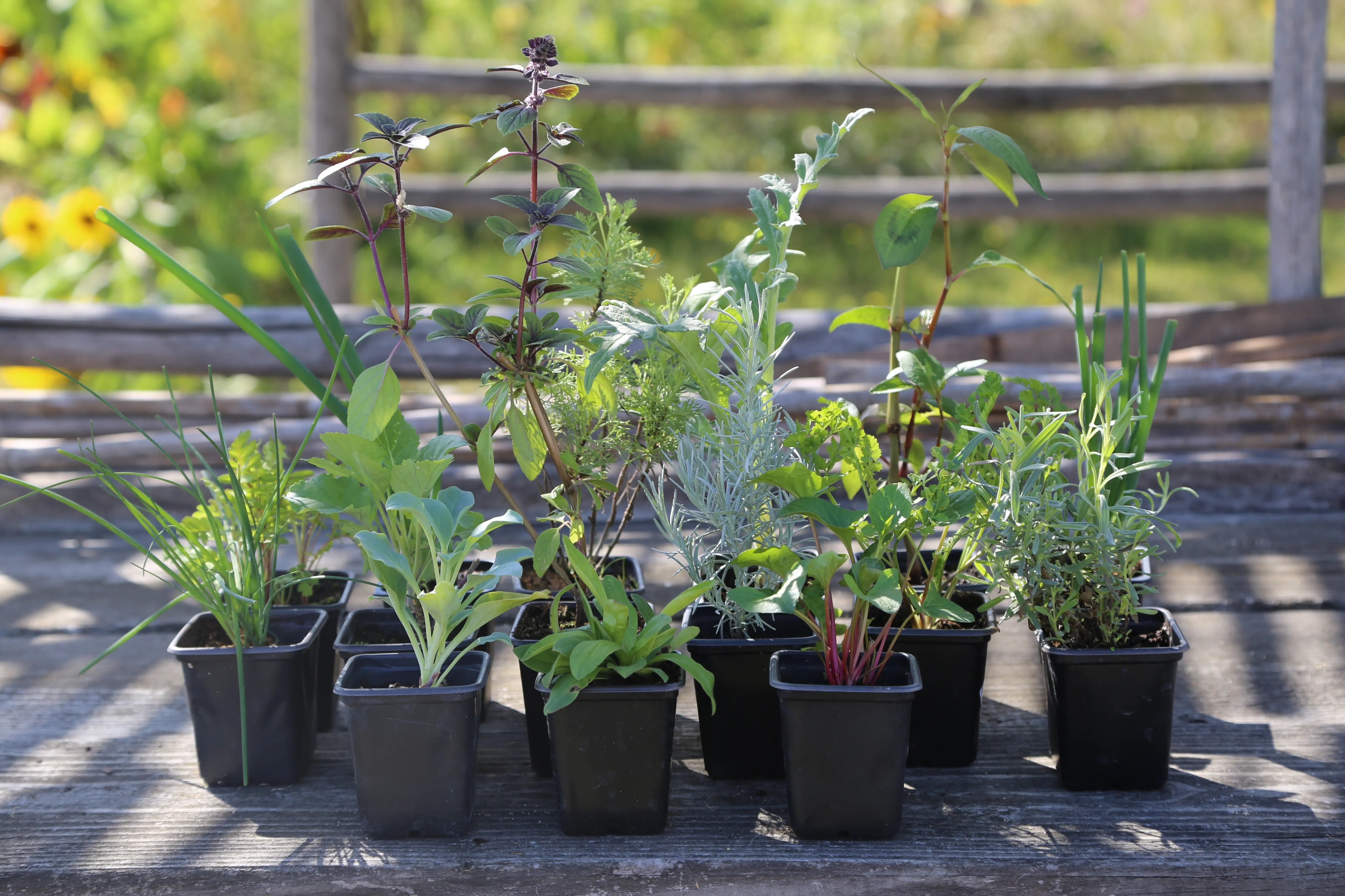 Plants de légumes perpétuels - Un potager toute l'année – La Ferme de ...