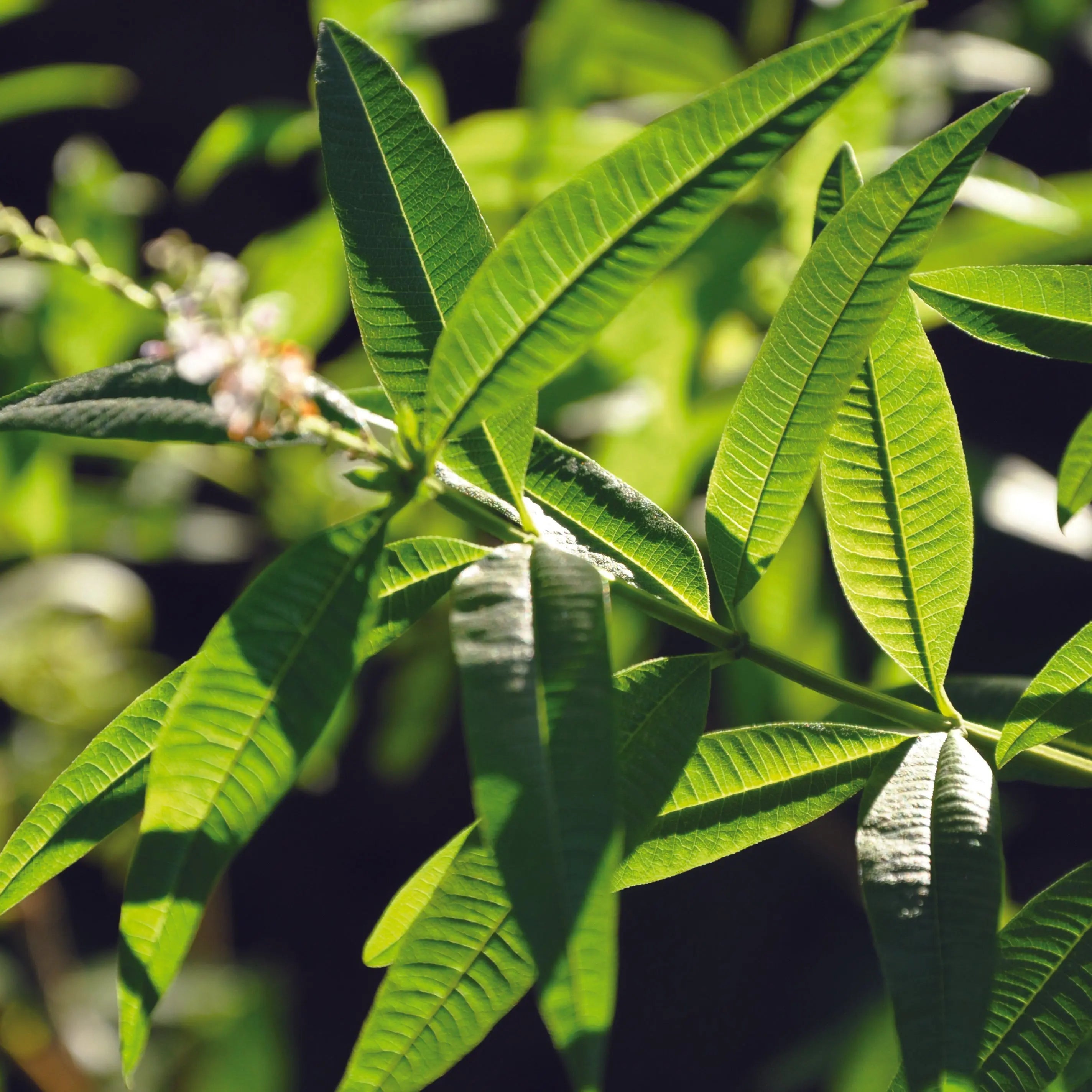 Plants de verveines - Cultivez vos propres aromates – La Ferme de ...