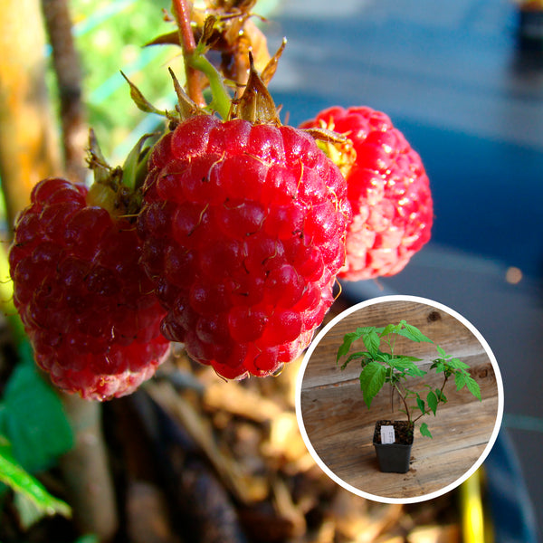 RASPBERRY MEEKER AB - PLANT – La Ferme de Sainte Marthe