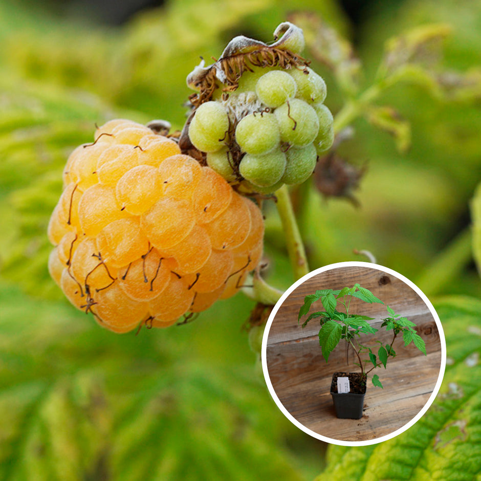 Semences, graines bio et reproductibles, plants bio – La Ferme de ...