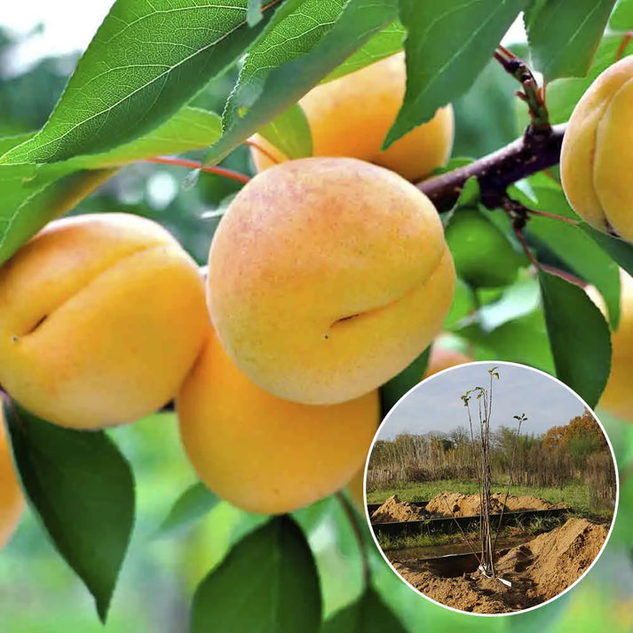 Abricotier Pêche De Nancy Bio – La Ferme de Sainte Marthe