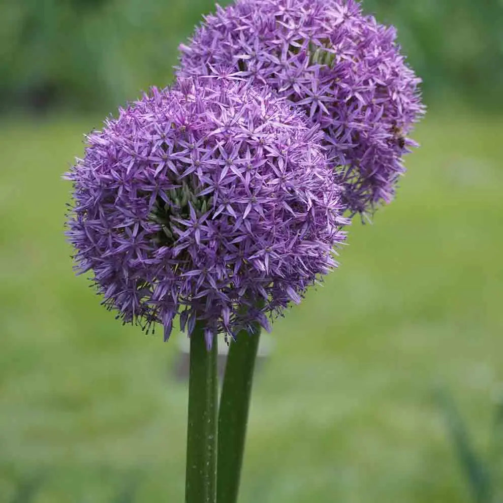 ALLIUM GLADIATOR - La Ferme de Sainte Marthe