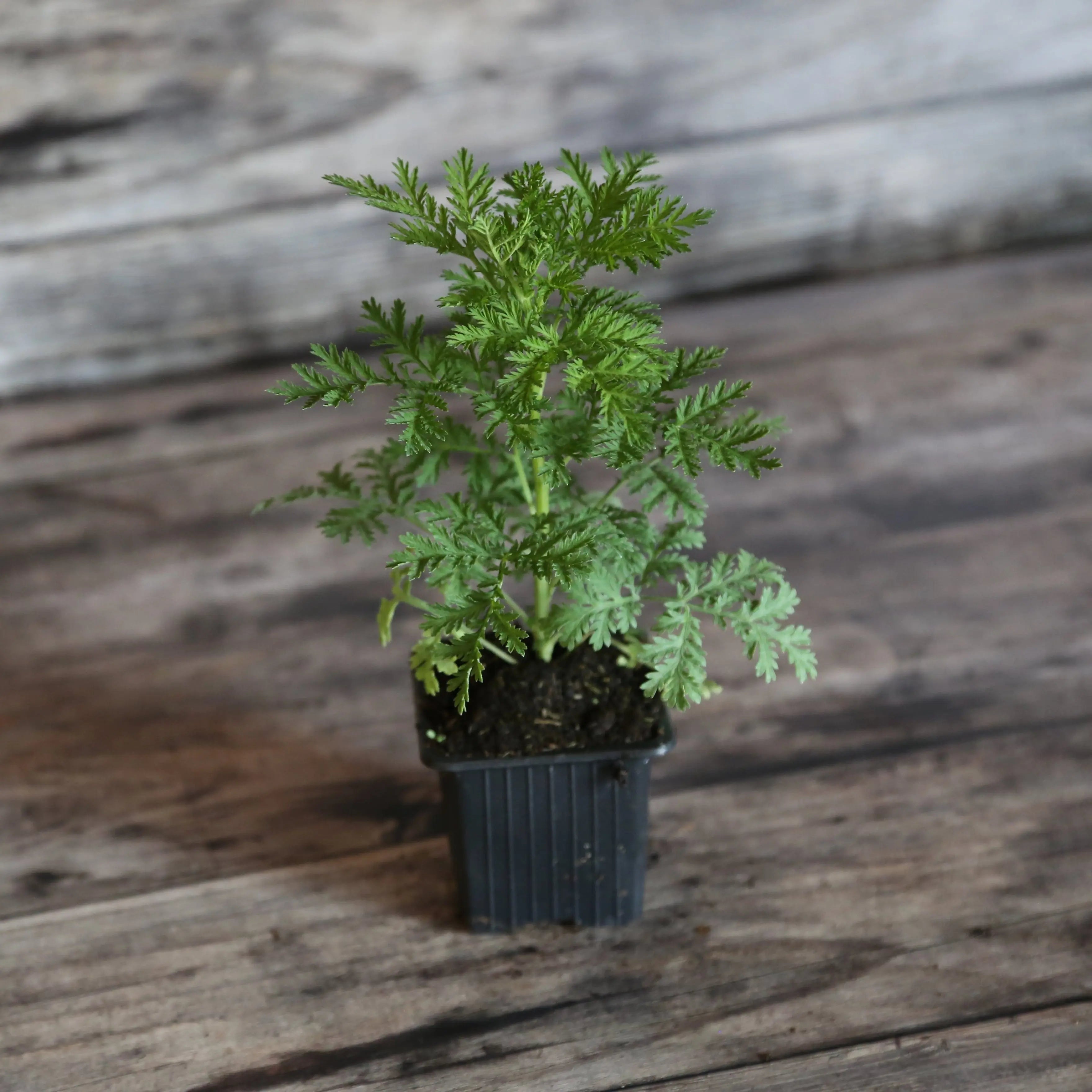 Plant d'Armoise Annuelle Artemisia Bio – La Ferme de Sainte Marthe