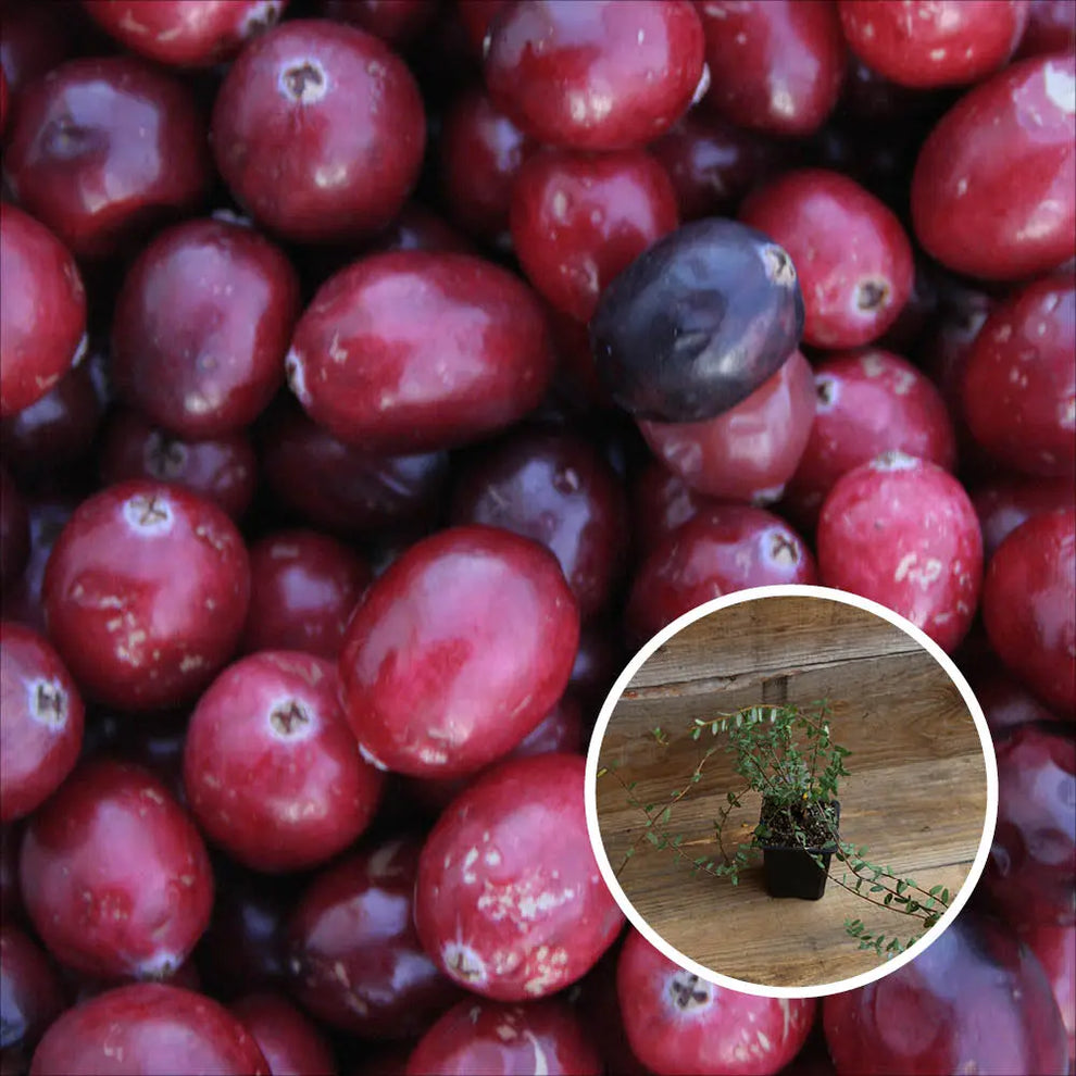 Canneberge Crowley ou Cranberry Crowley Bio – La Ferme de Sainte Marthe