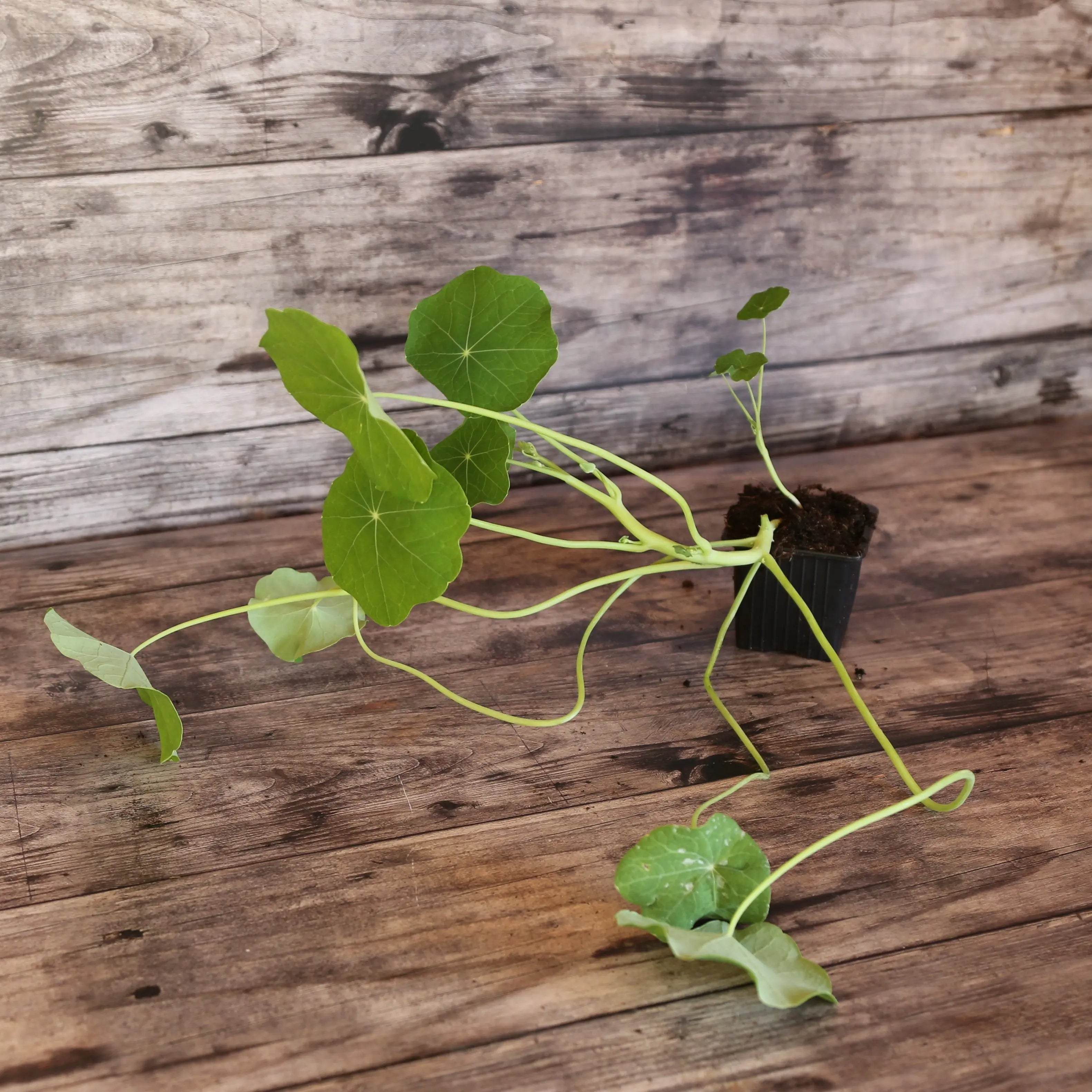 Plant de Capucine Naine Purple Emperor Bio – La Ferme de Sainte Marthe