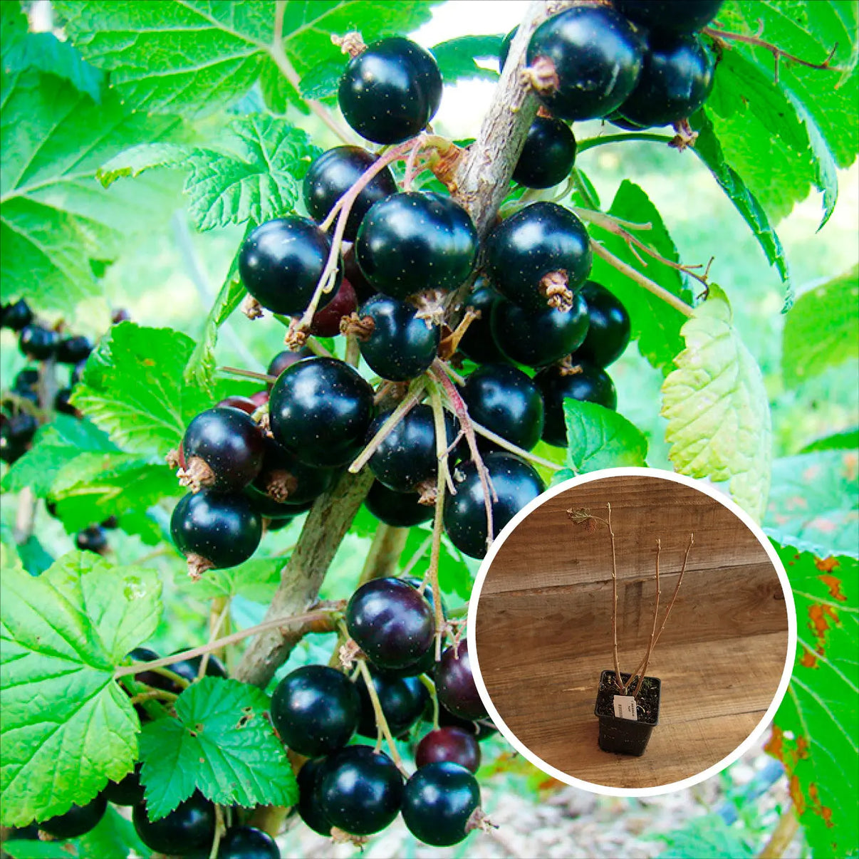 Cassis Tradimel Bio – La Ferme de Sainte Marthe