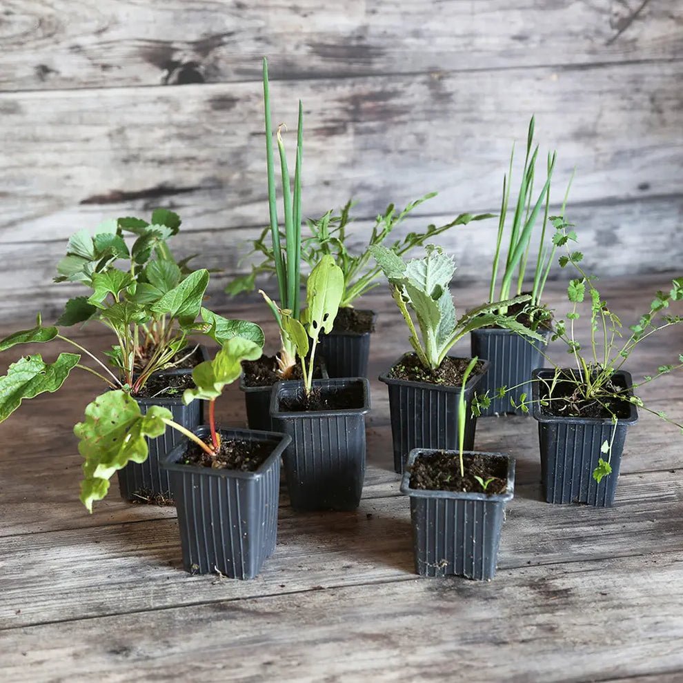 Collection de 10 Plants Légumes Perpétuels – La Ferme de Sainte Marthe