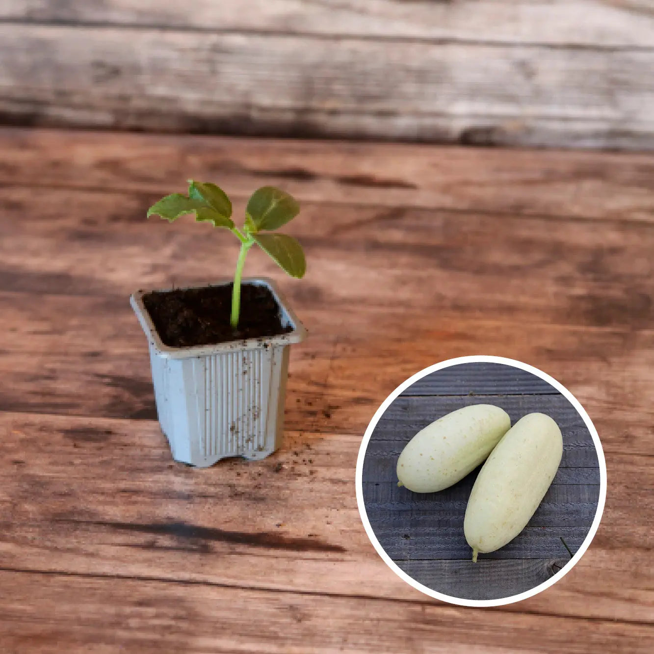 Plant de Concombre Blanc Long Parisien Bio – La Ferme de Sainte Marthe