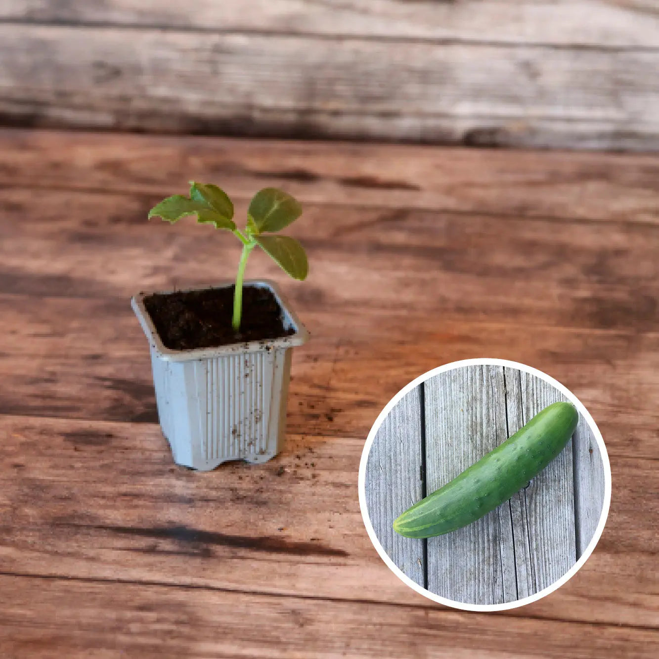 Plant de Concombre Long Anglais Bio – La Ferme de Sainte Marthe