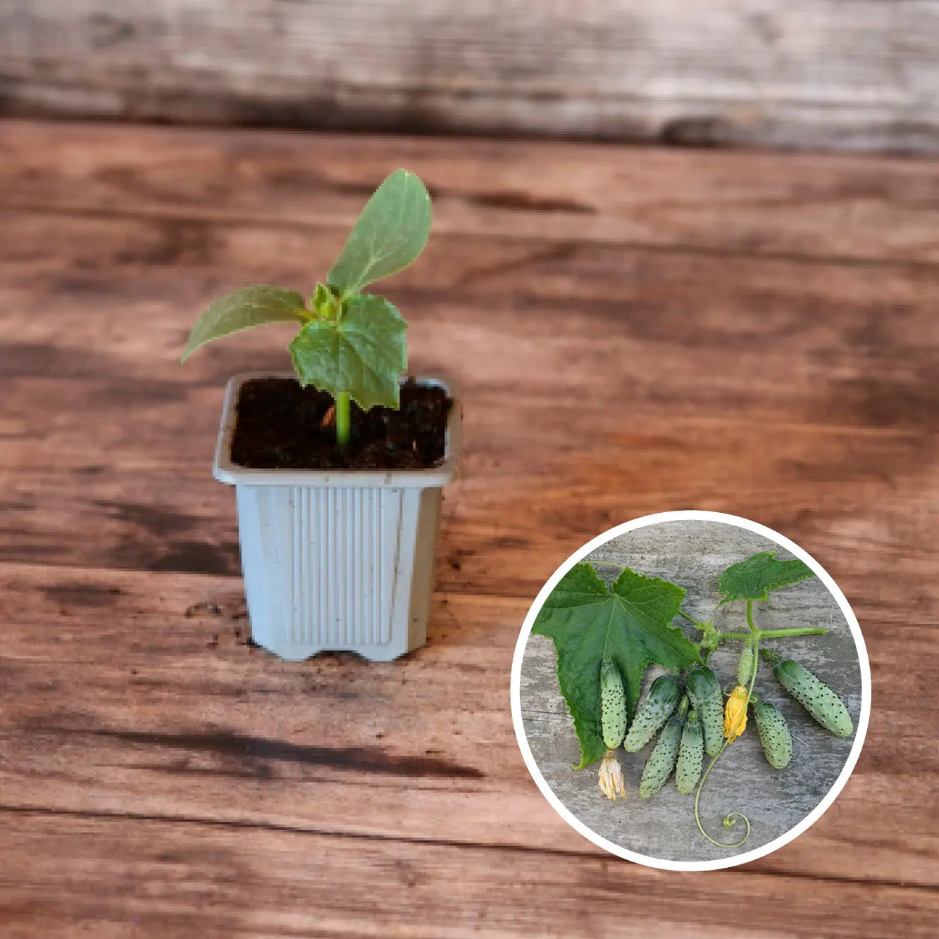 Plant de Cornichon Vert Petit De Paris Bio – La Ferme de Sainte Marthe