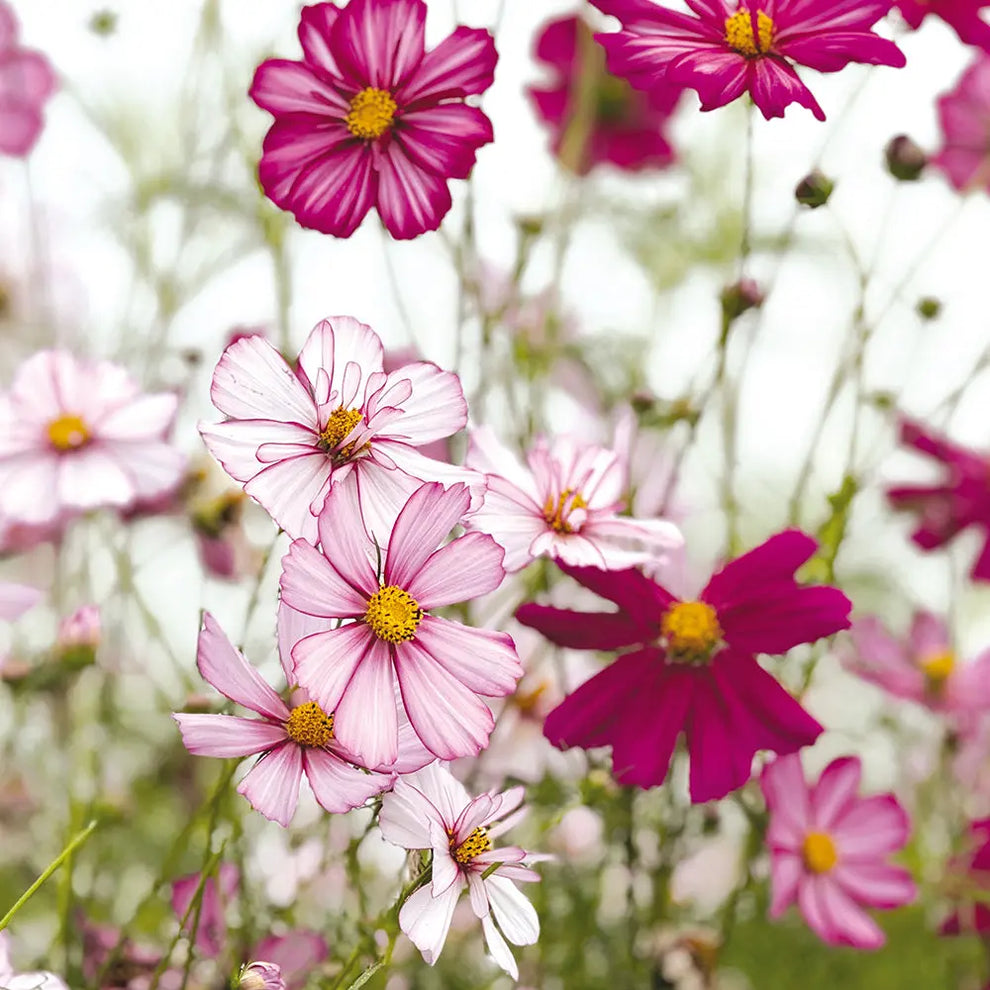 Graines de Cosmos Fizzy Rose Picotee Bio – La Ferme de Sainte Marthe