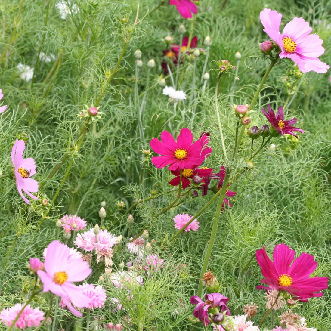 Graines de Cosmos Sensation Varié Bio – La Ferme de Sainte Marthe