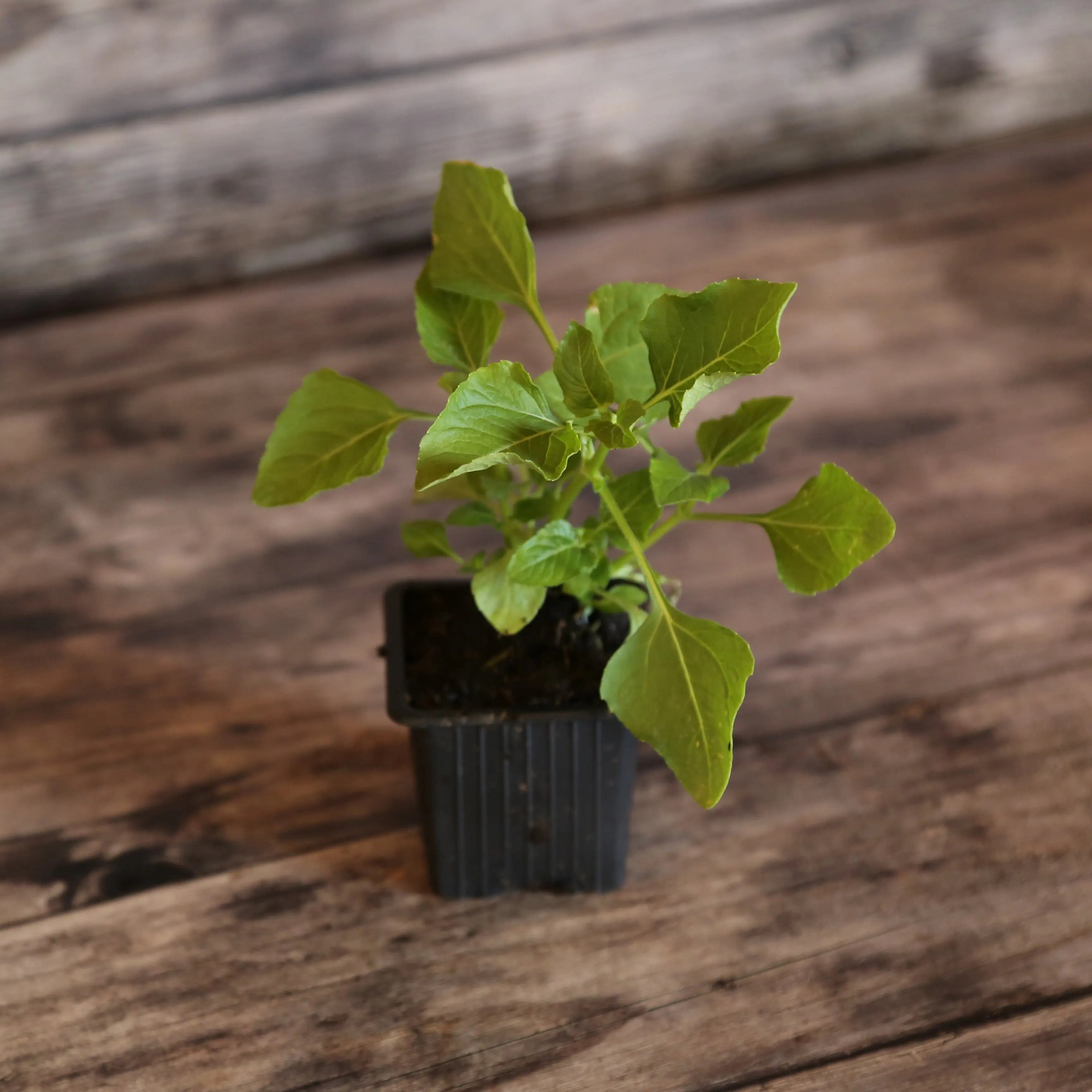 Plant de Cresson De Para Jaune Bredy Mafana Bio – La Ferme de Sainte Marthe