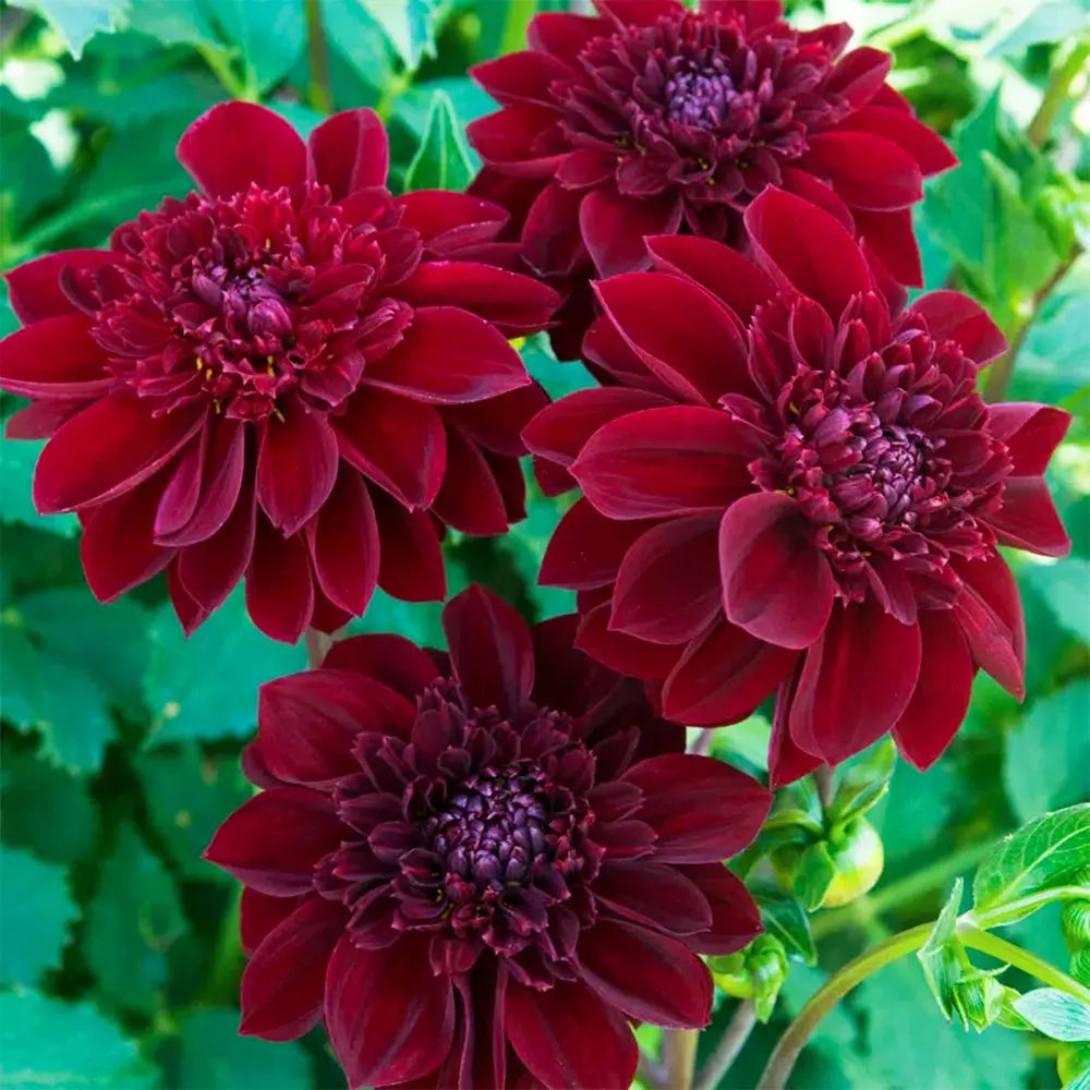 Bulbes de Dahlia Alveolé Mystère – La Ferme de Sainte Marthe