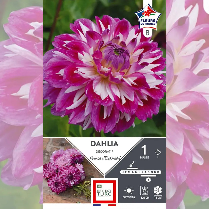 Bulbes de Dahlia Décoratif Prince D'Eckmühl – La Ferme de Sainte Marthe