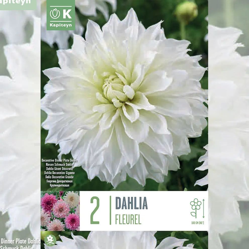 Bulbes de Dahlia Fleurel – La Ferme de Sainte Marthe