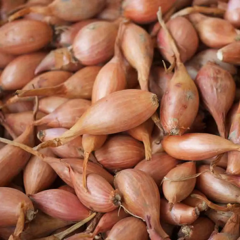 ECHALOTE GRISE VARIETE GRISELLE NT - La Ferme de Sainte Marthe