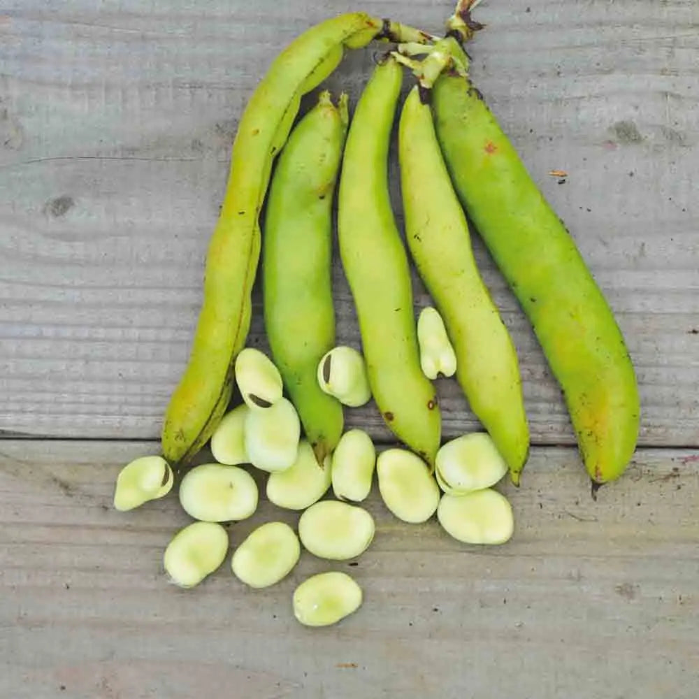 Graines de Fève Aguadulce À Très Longue Cosse Bio 80 G – La Ferme de ...