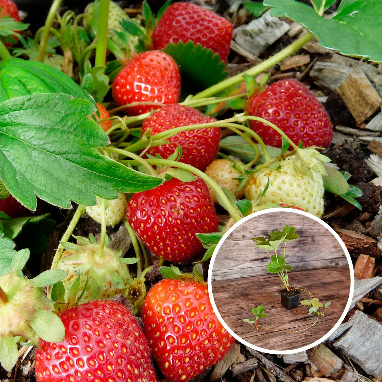 FRAISIER RUBIS DES JARDINS AB - PLANT - La Ferme de Sainte Marthe