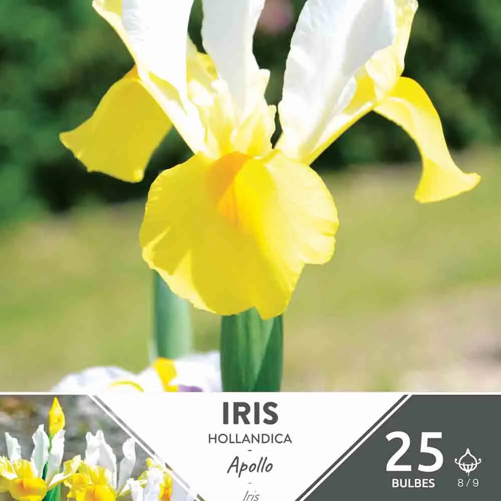 IRIS HOLLANDICA APOLLO - La Ferme de Sainte Marthe