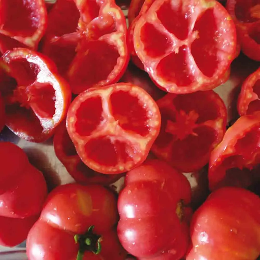 Graines de Poivron Mini Bell Red Bio – La Ferme de Sainte Marthe