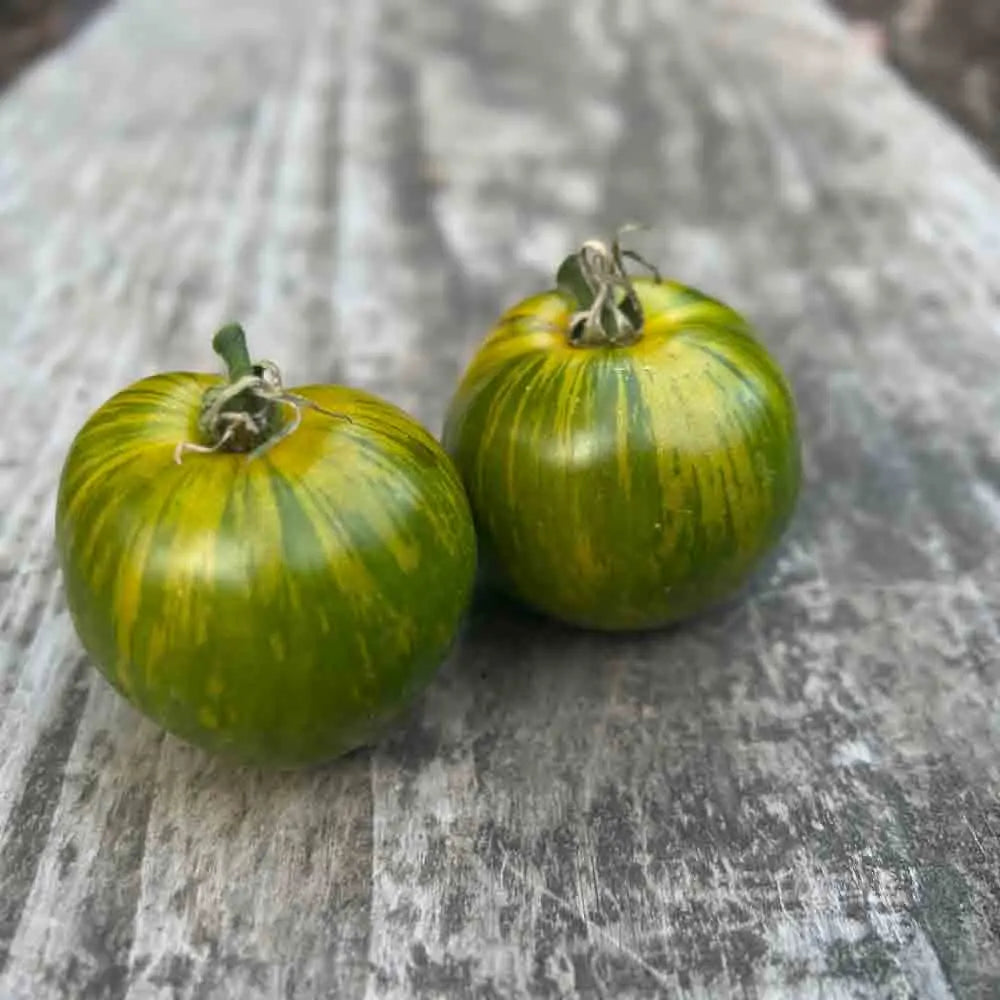 TOMATE GREEN ZEBRA AB - La Ferme de Sainte Marthe