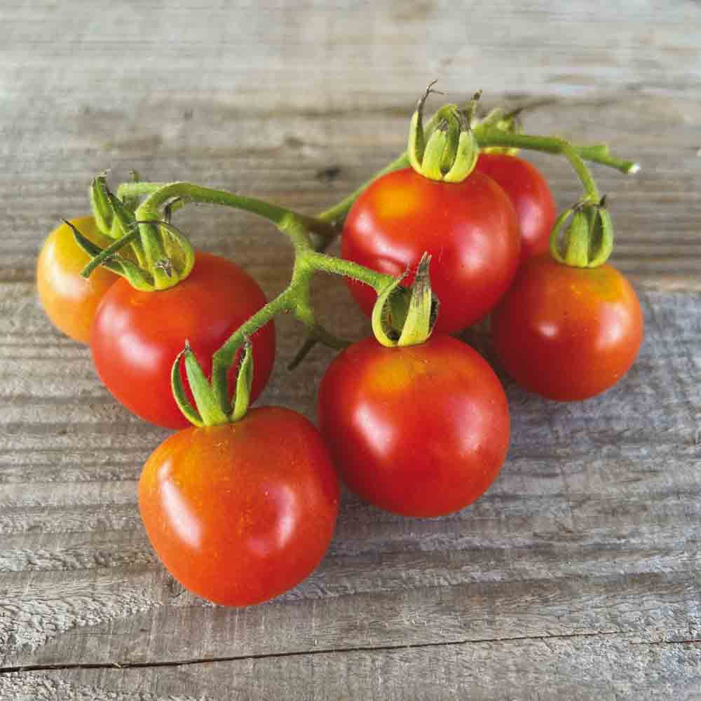 Graines de Tomate Moneymaker Bio – La Ferme de Sainte Marthe