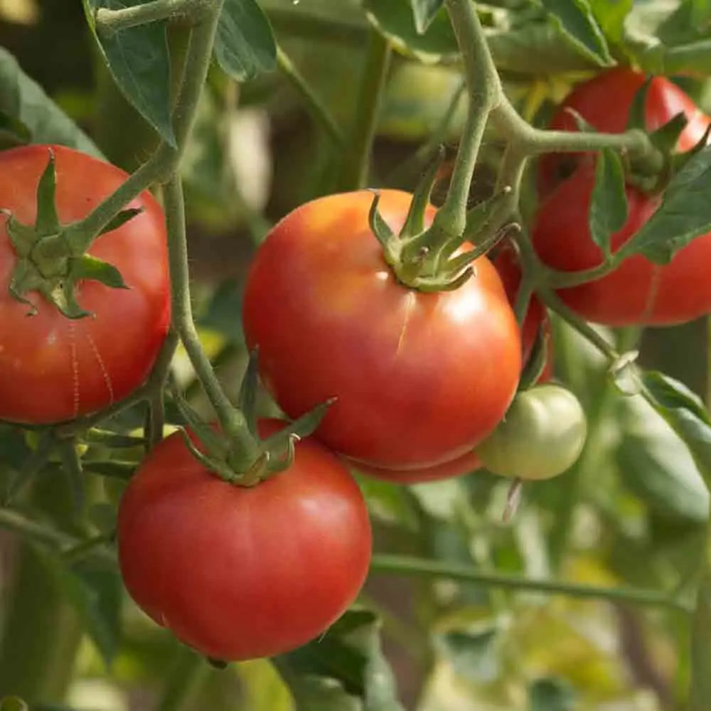 Graines de Tomate Rose De Berne Bio – La Ferme de Sainte Marthe