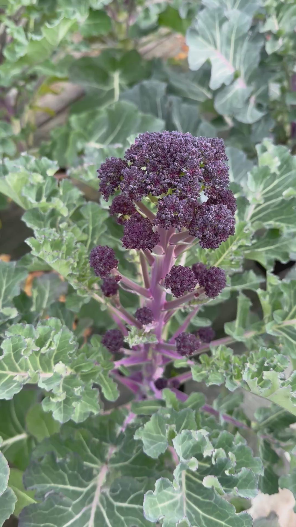 Graines de Chou Brocoli Early Purple Sprouting Bio – La Ferme de Sainte ...